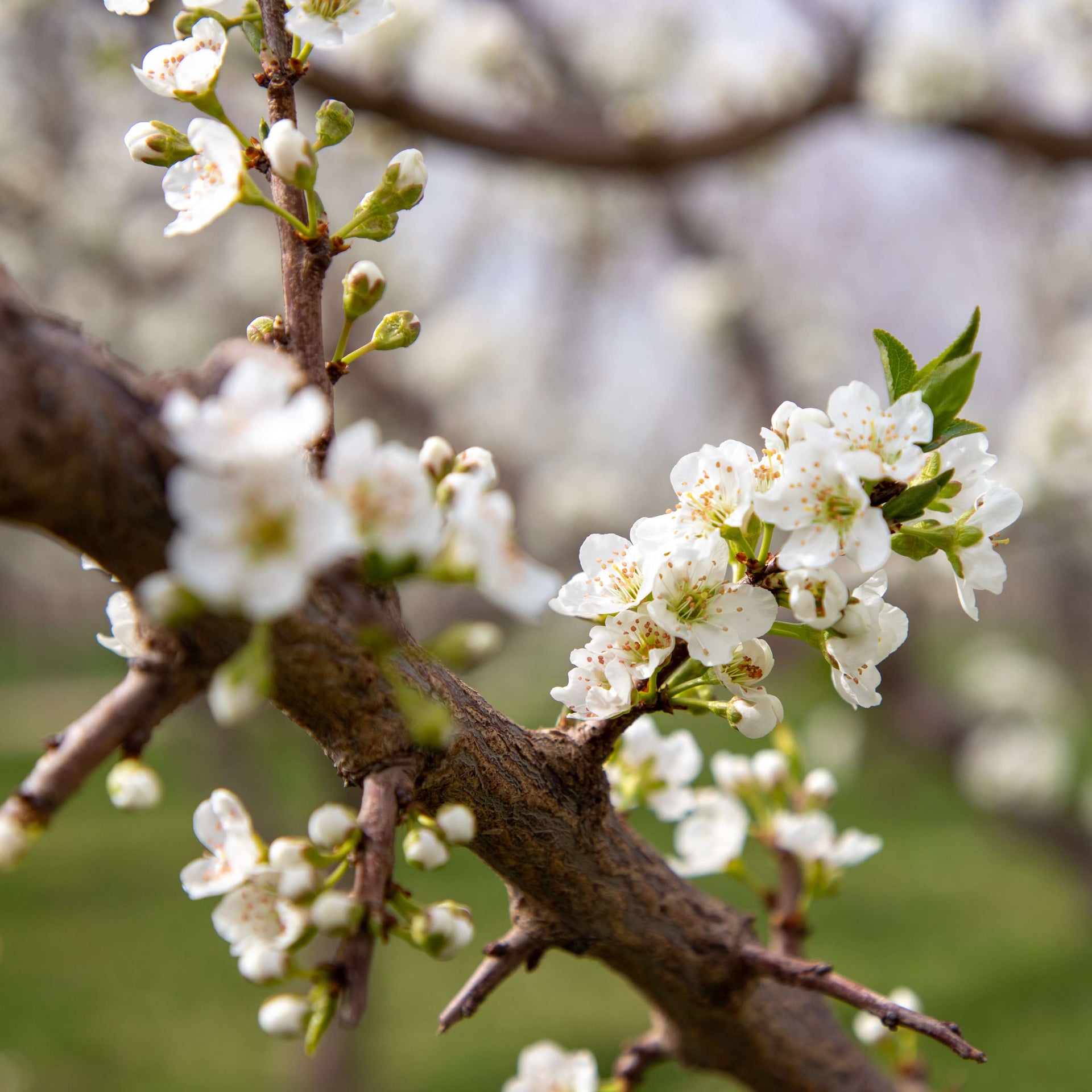 Alle varer – warfair